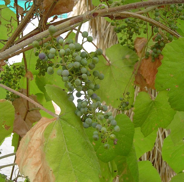 Find plants - Fox Grape