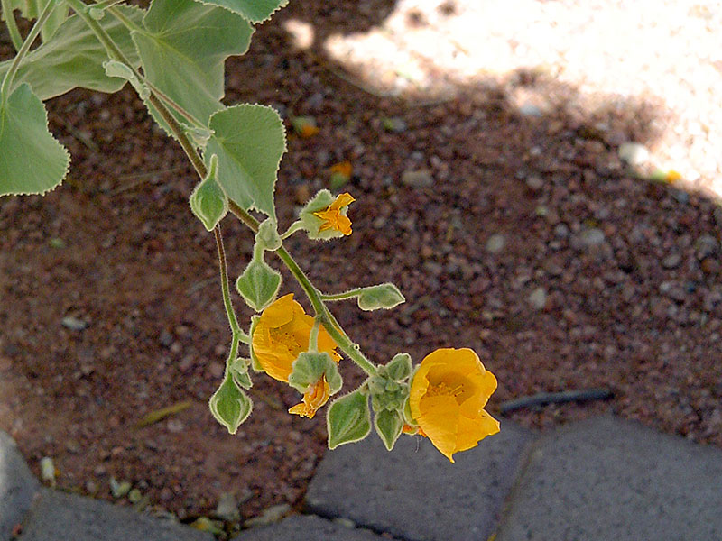 Find plants - Velvet-leaf Mallow