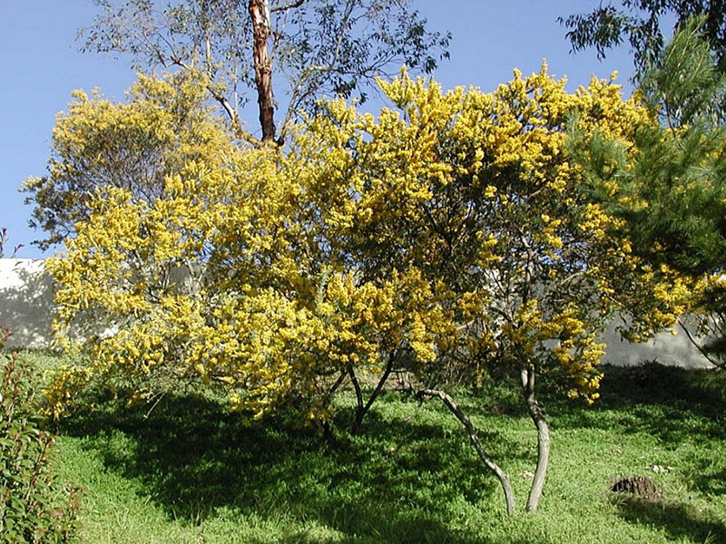 Find plants - Knifeleaf Wattle