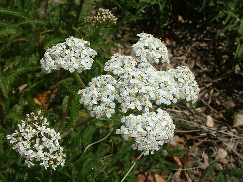 Find plants - Fern Leaf Yarrow
