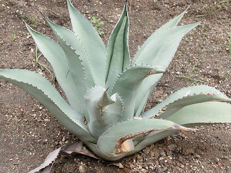 Find plants - Rough-Leaved Agave