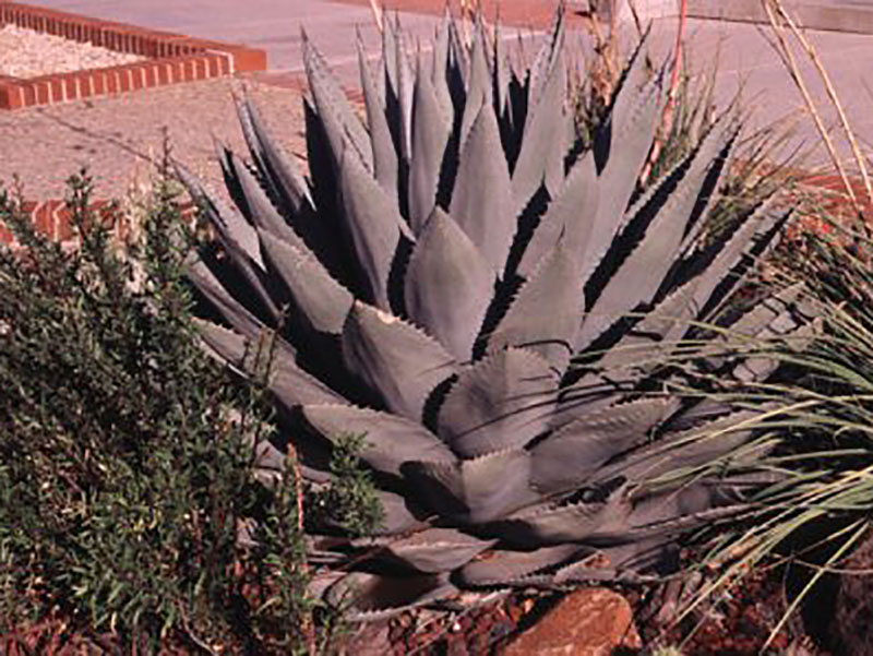 Find plants - Harvard Agave