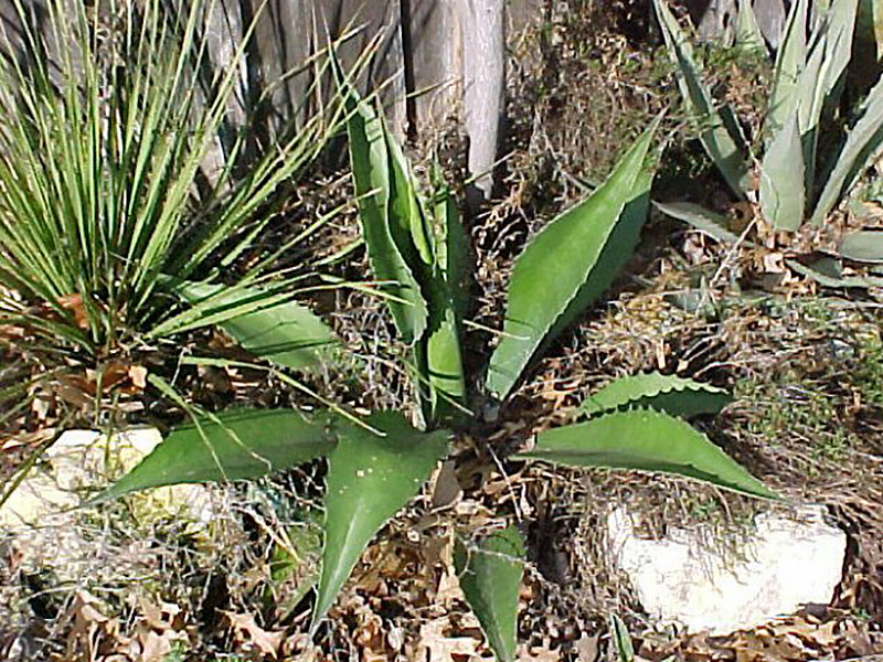 Find plants - Pulque Agave