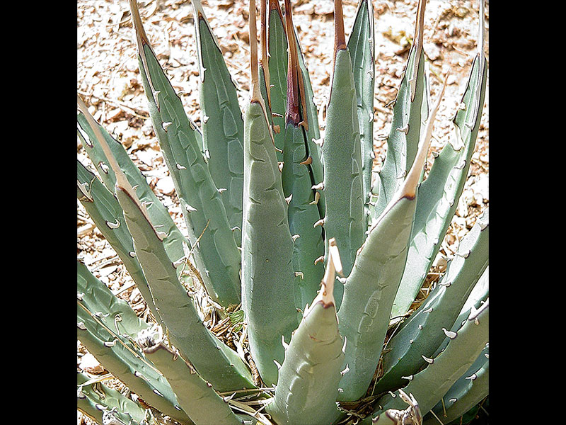Find plants - Nevada Agave