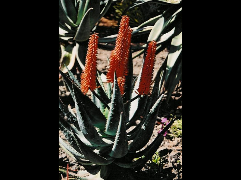 Find plants - Cape Aloe