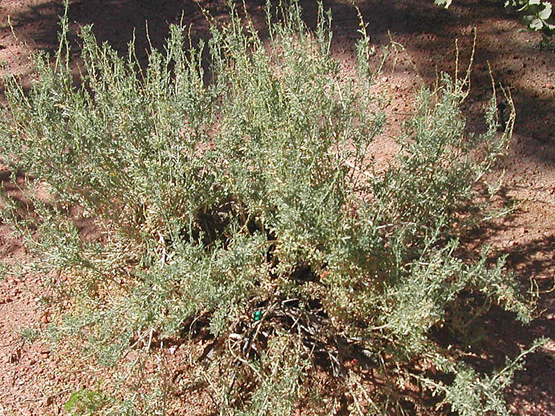 Find plants - Burrobush