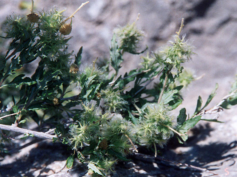 Find plants - Woolly Fruit Bur Ragweed