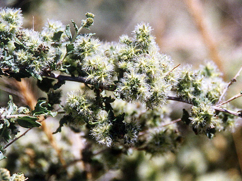 Find plants - Woolly Fruit Bur Ragweed