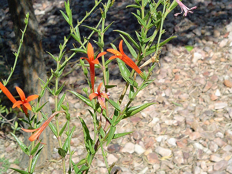 Find plants - Mexican Flame