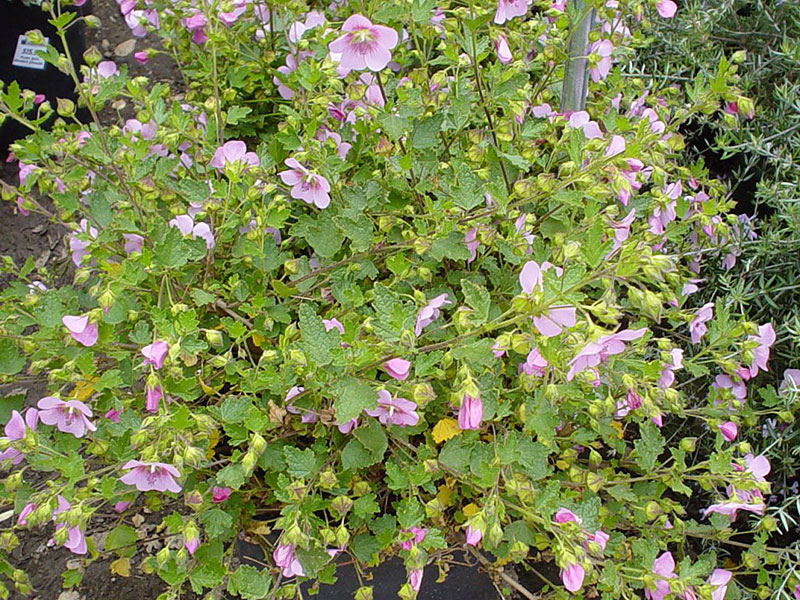 Find plants - Pink Desert Hibiscus
