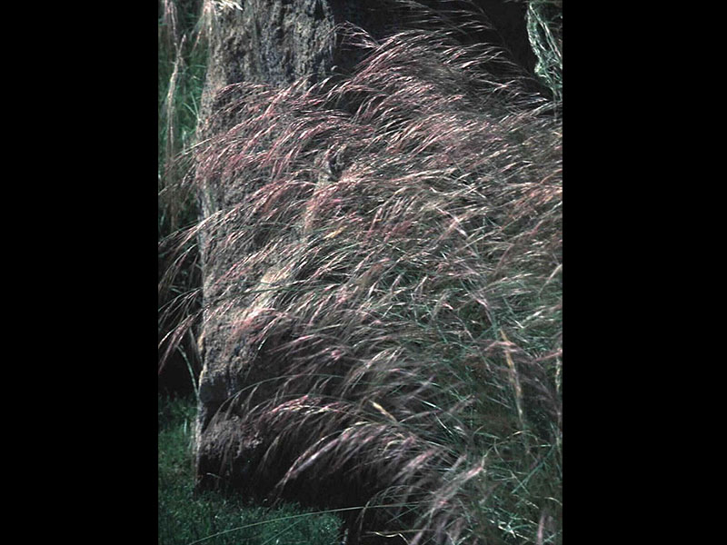 Find plants - Purple Threeawn Grass
