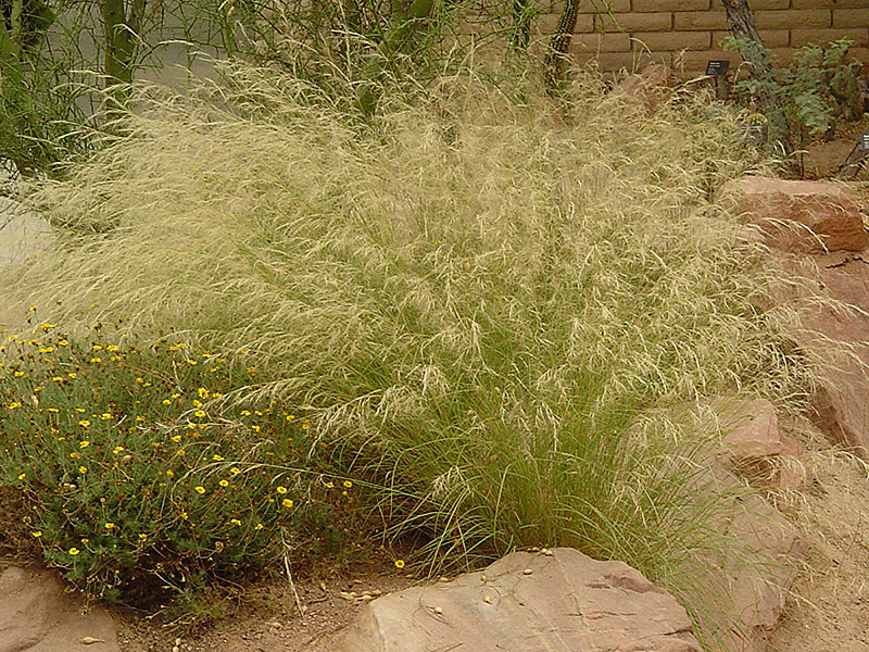 Find plants - Purple Threeawn Grass