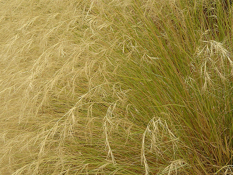 Find plants - Purple Threeawn Grass