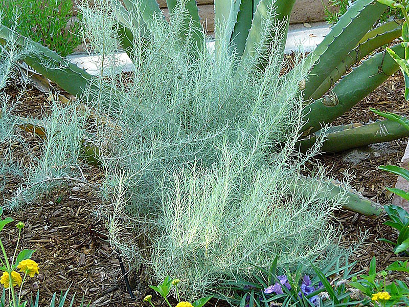 Find plants - Sand Sagebrush