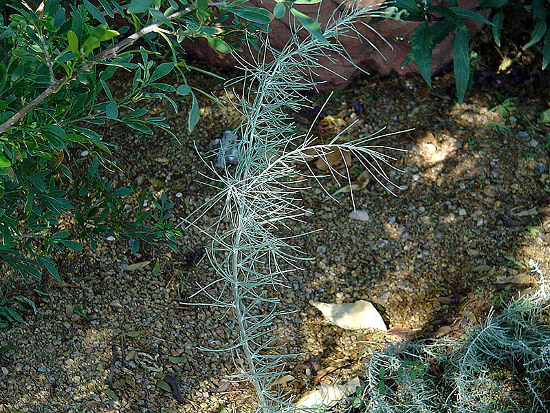 Find plants - Sand Sagebrush