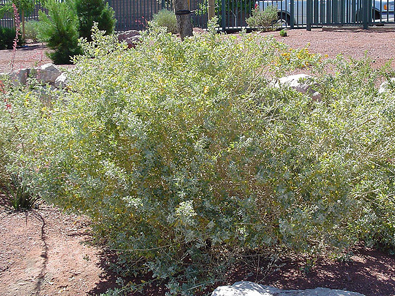 Find plants - Brewer's Saltbush