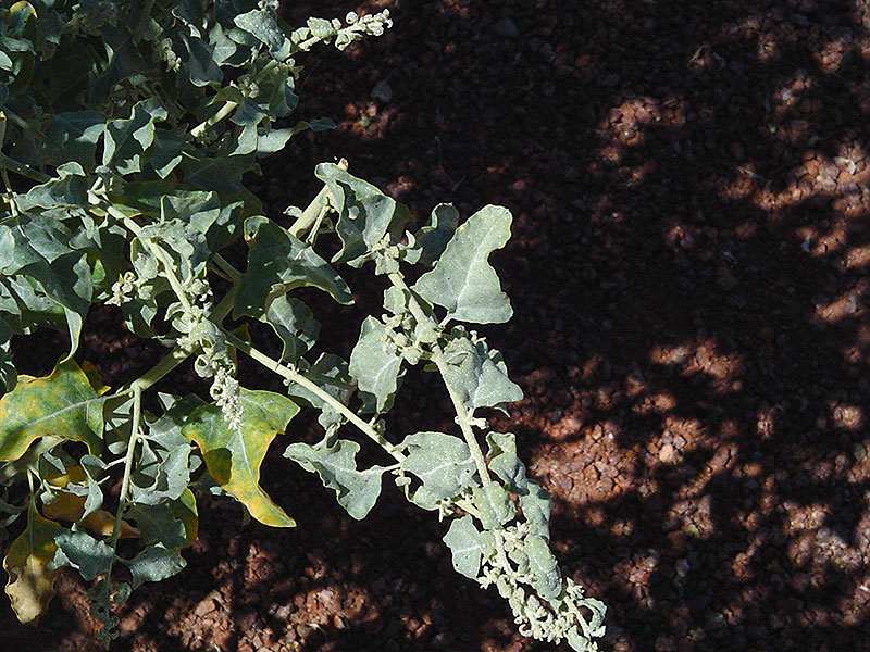 Find plants - Brewer's Saltbush