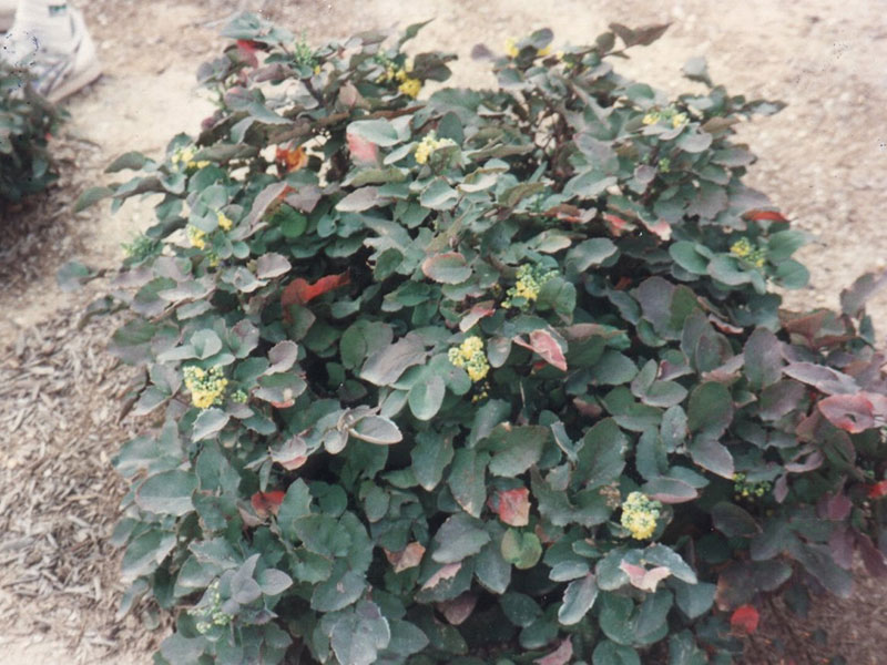 Find plants - Creeping Oregon Grape