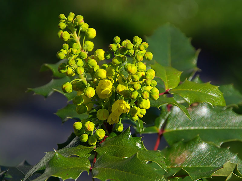 Find plants - Compact Oregon Grape