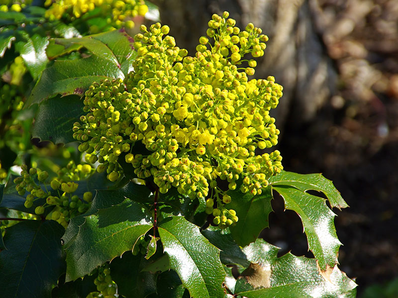 Find plants - Compact Oregon Grape