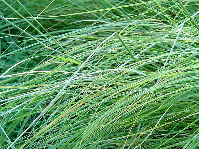 Find plants - Blue Grama Grass