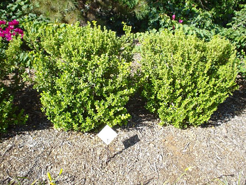 Find plants - Japanese Boxwood