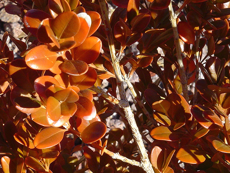 Find plants - Japanese Boxwood