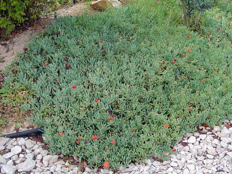 Find plants - Red Spike Iceplant