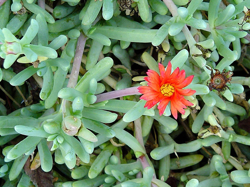 Find plants - Red Spike Iceplant