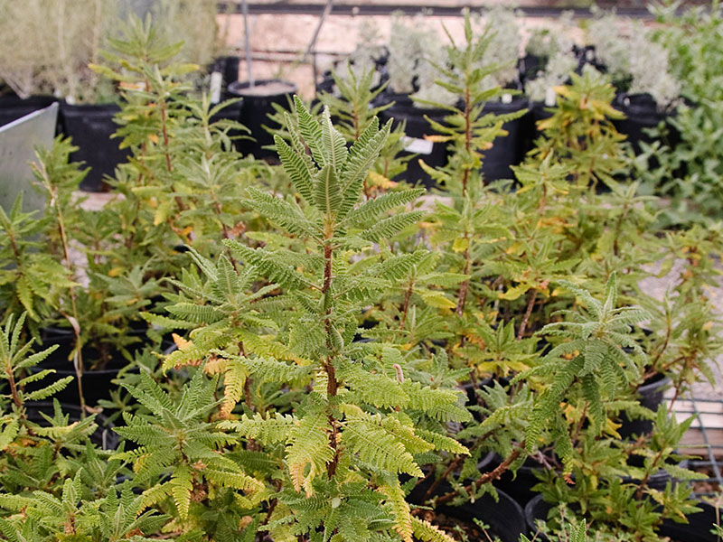 Find plants - Desert Sweet