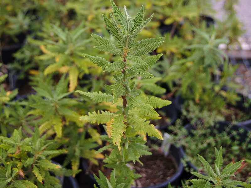 Find plants - Desert Sweet