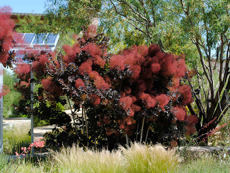 Find plants - Smoke Bush