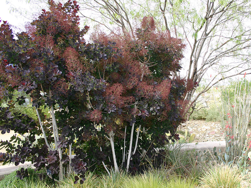 Find plants - Smoke Bush