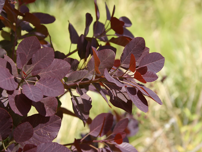 Find plants - Smoke Bush