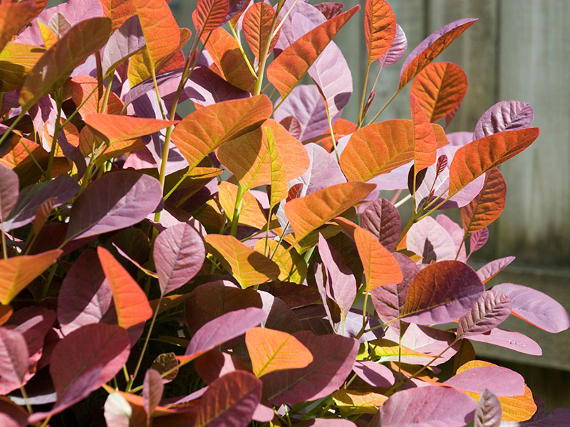 Find plants - Smoke Bush