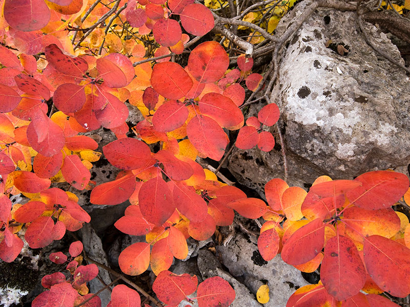 Find plants - Smoke Bush