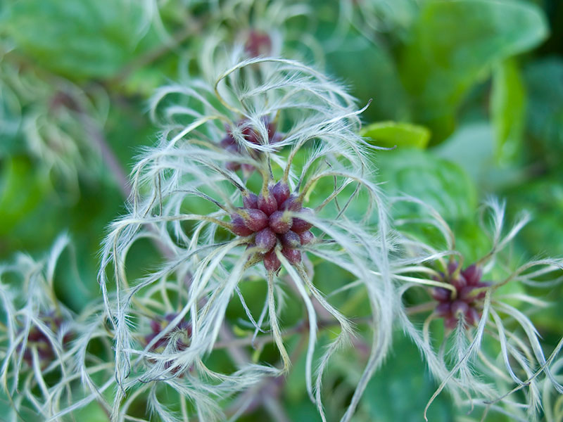 Find plants - Smoke Bush