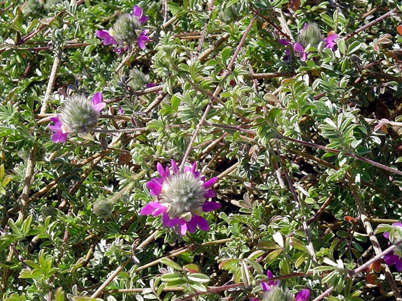 Find plants - Trailing Indigo Bush