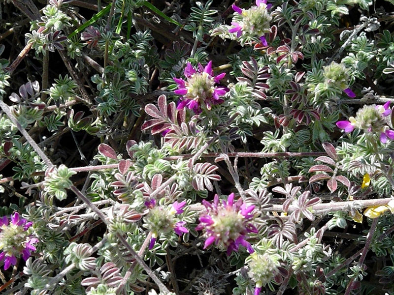 Find plants - Trailing Indigo Bush