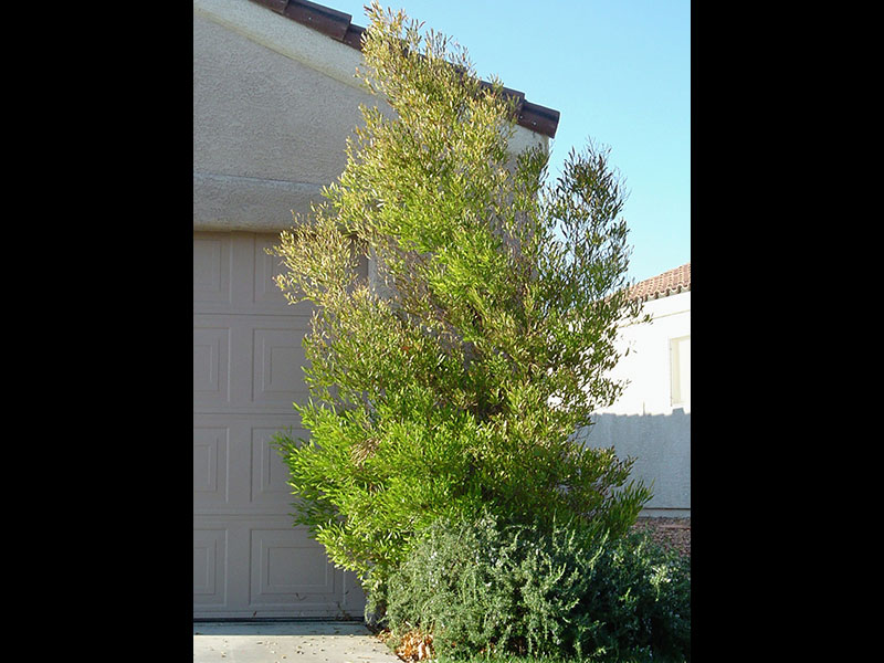 Find plants - Purple Hopseed Bush