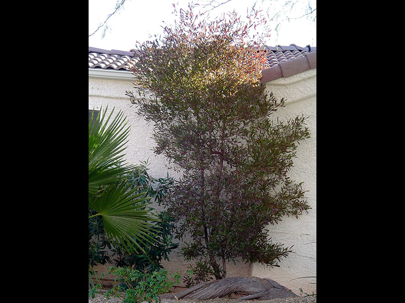 Find plants - Purple Hopseed Bush