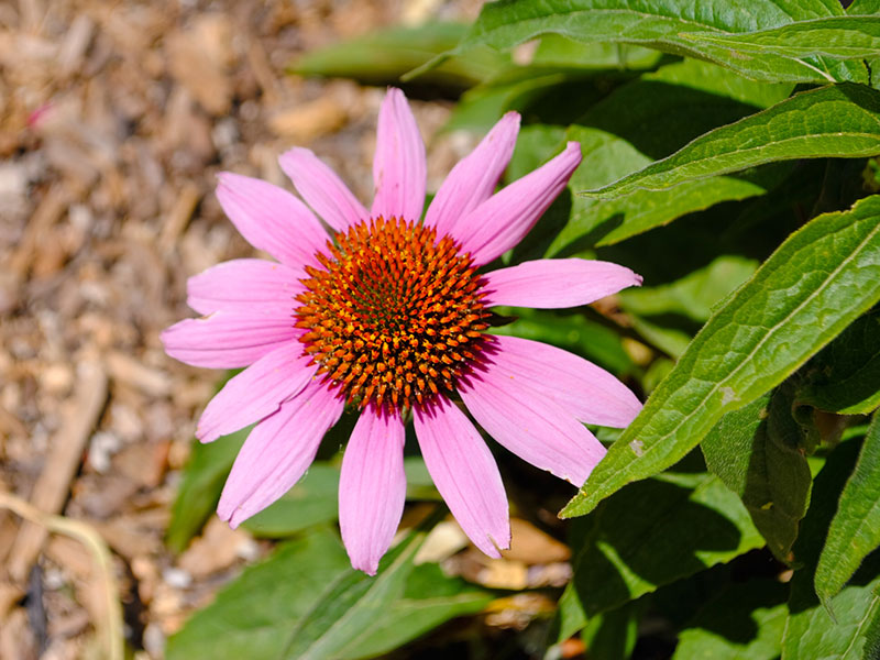 Find plants - Purple Coneflower