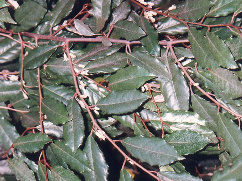 Find plants - Silverthorn