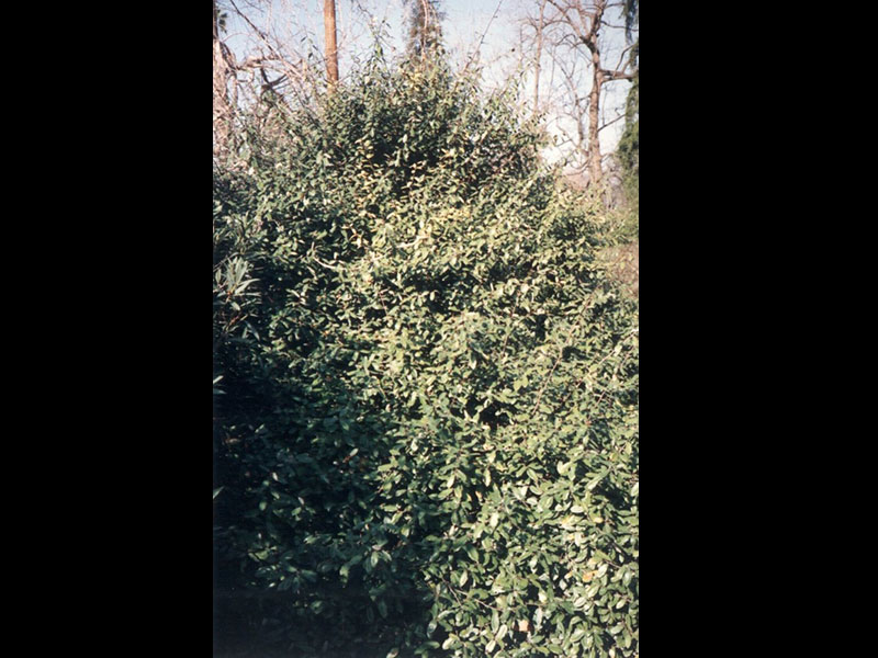 Find plants - Silverthorn