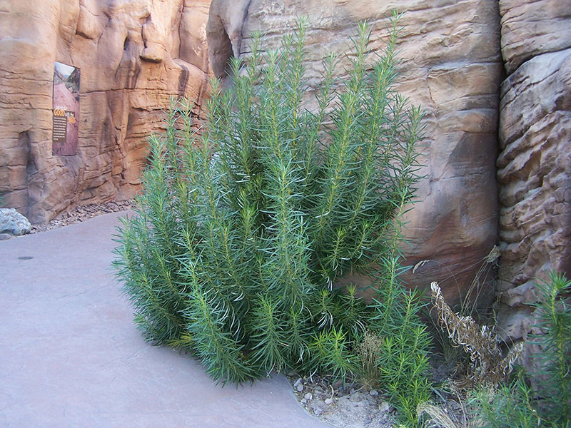 Find plants - Narrowleaf Yerba Santa