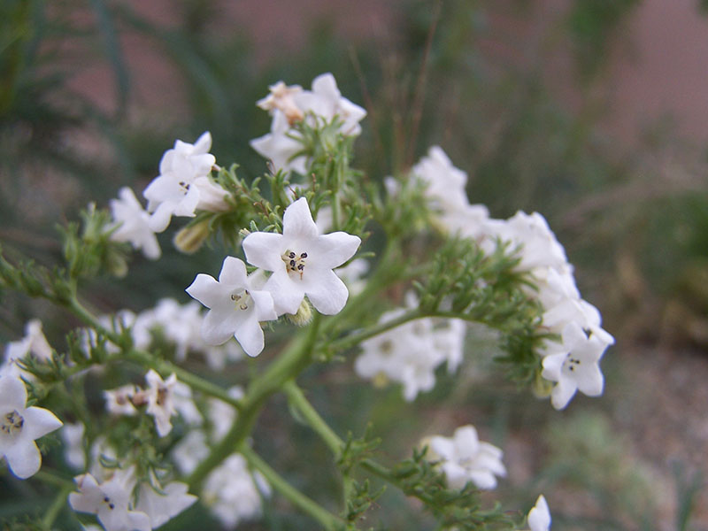 Find plants - Narrowleaf Yerba Santa