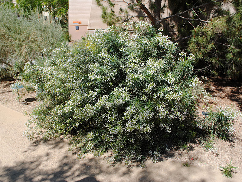 Find plants - Narrowleaf Yerba Santa
