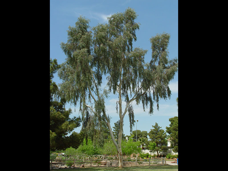 Find plants - Coolibah