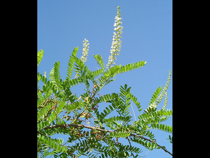 Find plants - Kidneywood