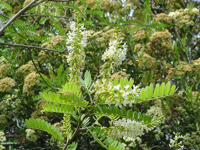 Find plants - Kidneywood